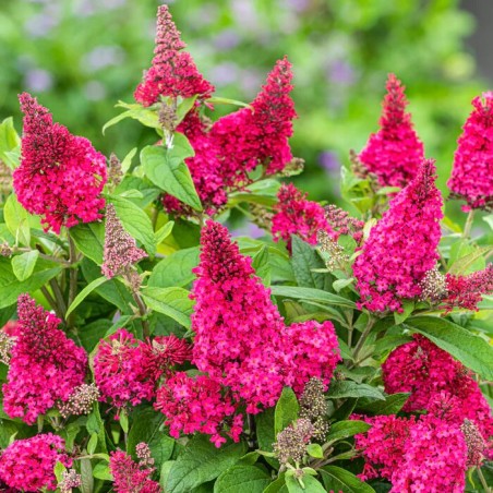 Budleja, Dāvida ,,Butterfly Candy Little Ruby,, /Buddleja davidii/- P9 ...