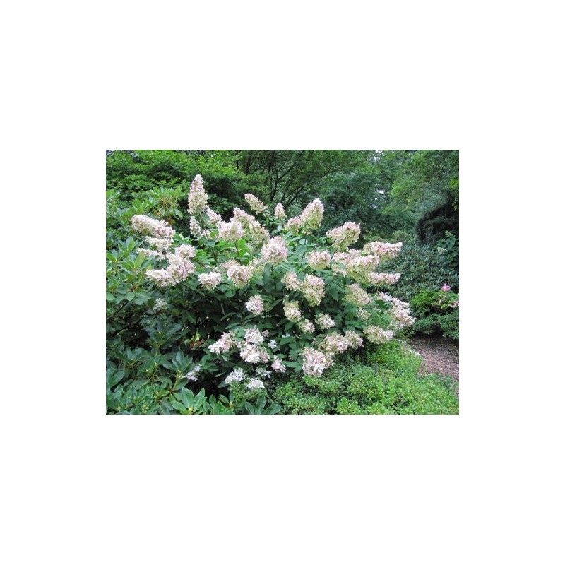 Hortenzija, hortenzija ,,Kyushu,, /Hydrangea paniculata/ - C3 kont.