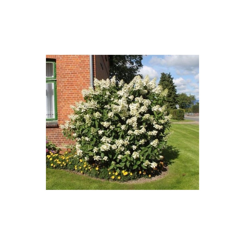 Hortenzija, hortenzija ,,Kyushu,, /Hydrangea paniculata/ - C3 kont.