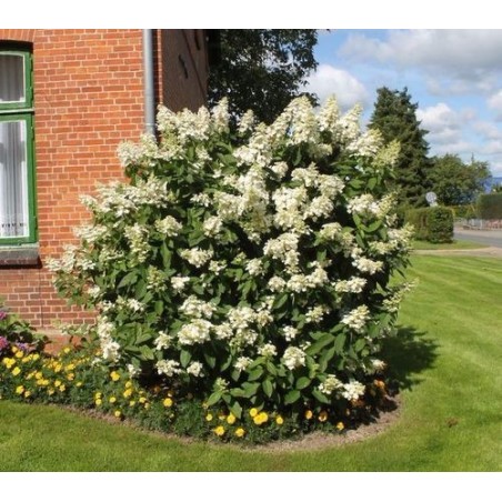 Hortenzija, hortenzija ,,Kyushu,, /Hydrangea paniculata/ - C3 kont.