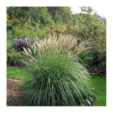 Miskante, Ķīnas 'Yakushima Dwarf'/Miscanthus sinensis/ C7 kont.