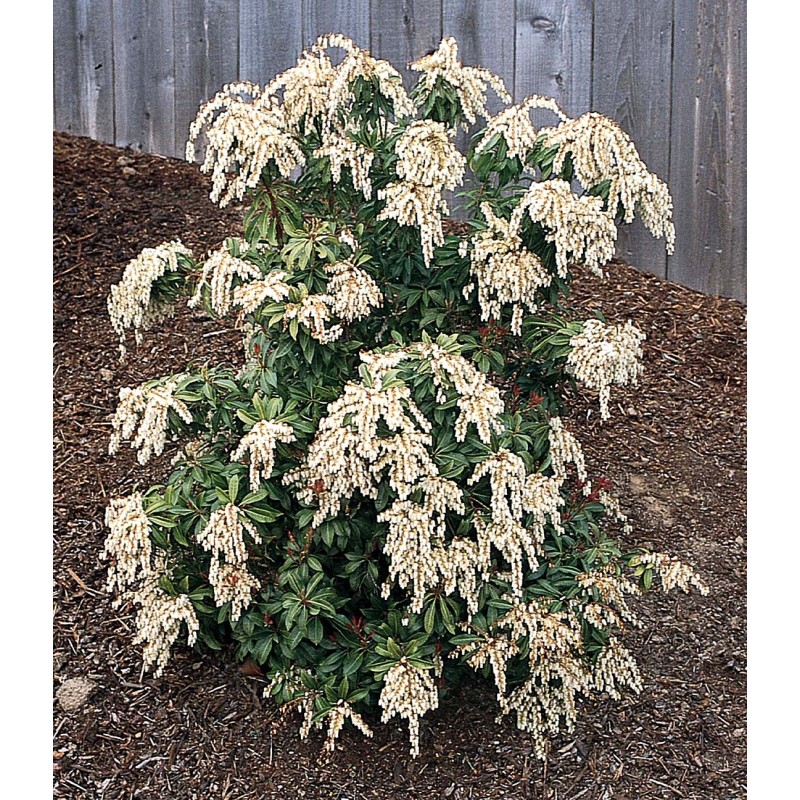 Piēra, Japanas 'Scarlett O'Hara' /pieris japonica/ - P10.5 kont.