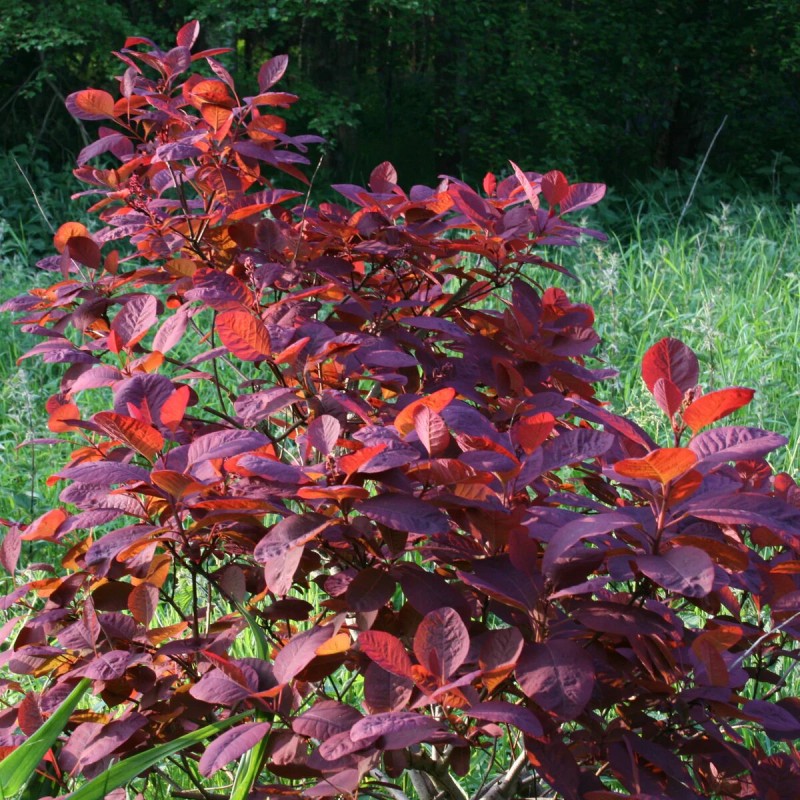 Parūkkoks 'Grace' /Cotinus coggygria/ - P9 kont.
