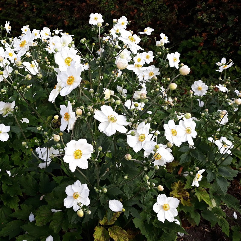Anemone 'Honorine Jobert' /Anemone hybrida/ - P9 kont.