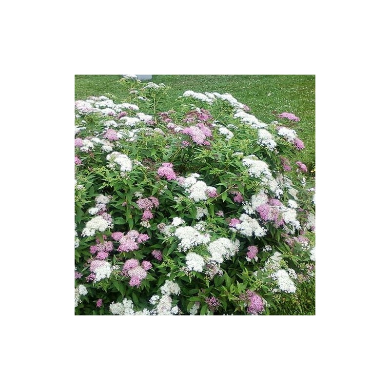 Spireja, Japānas "Genpei" ("Shirobana") /Spiraea japonica/ - P9 kont.