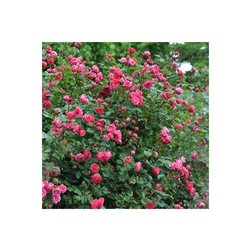 Rožė 'Alexander MacKenzie' /rosa/ - P9 kont.