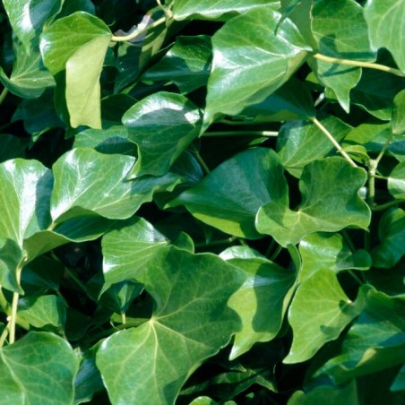 Efeja, parastā (Īrijas efeja) /hedera hibernica/ - C2 kont.