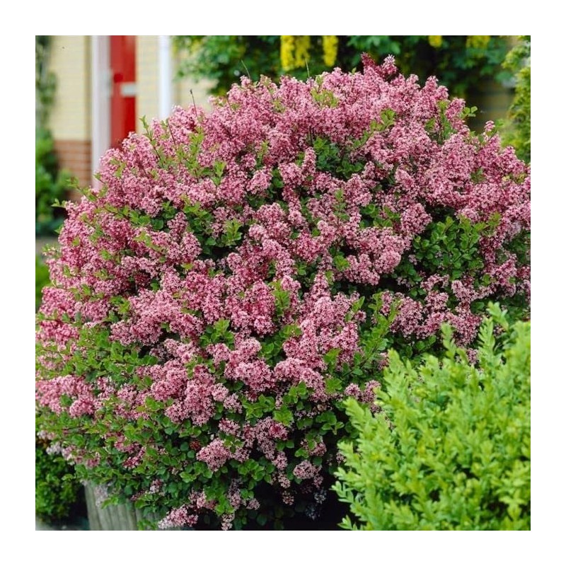 Ceriņš, Meijera 'Red Pixie' /Syringa meyeri/ - C2 kont.