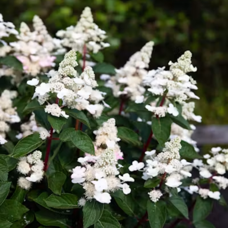 Hortenzija, skarainā ,,Living infinity,, /Hydrangea paniculata/ - C2,5 ...