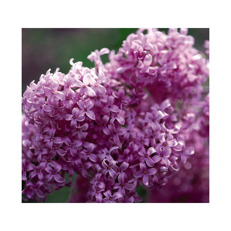 Alyva 'Saugeana' /Syringa x chinensis/- P9 kont.