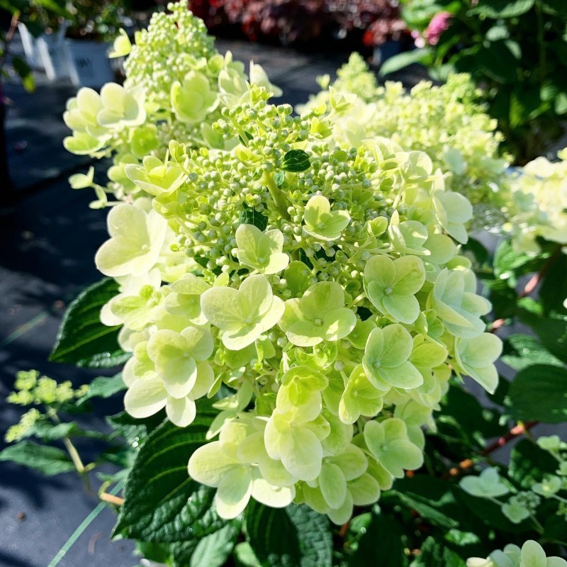 Hortenziju stādi. Hortenzijas visām gaumēm | Dreiliņu stādi