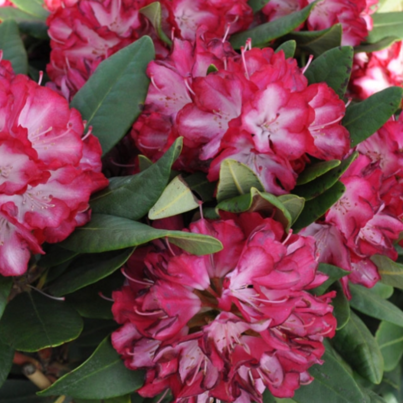 Rododendri un acālijas