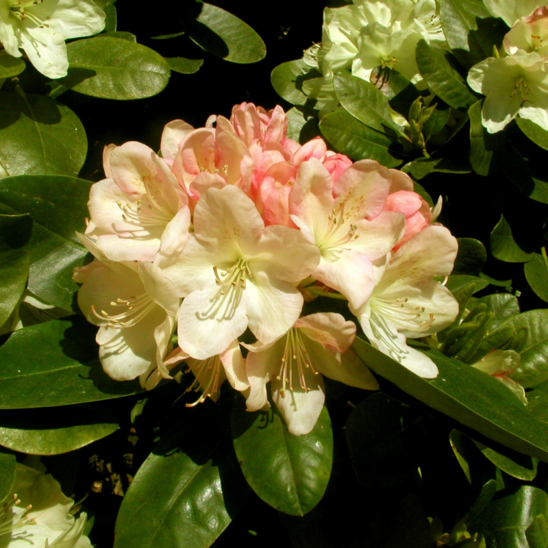 Rododendri un acālijas