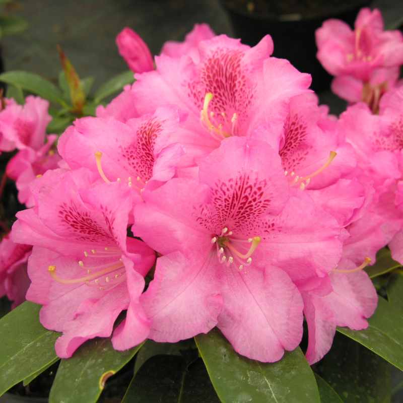 Rododendri un acālijas