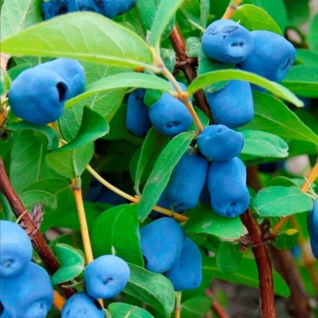 Kamčatkas oga ,,Wojtek,, /Lonicera caerulea var. kamtschatica/ - liels ...