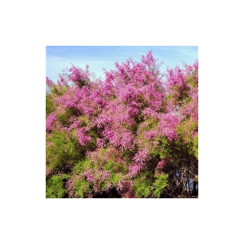 Tamarikss, sazarotais 'Rubra'/Tamarix ramosissima/ -C4 Kont.