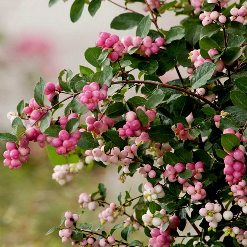 Citi košumkrūmi | Dreiliņu Stādi