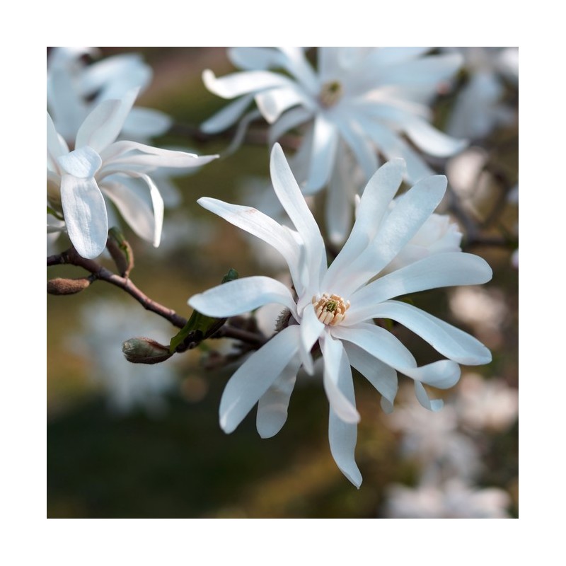 Magnolijas - Stādu audzētava Rīgā ,,Dreiliņu stādi,, (5)