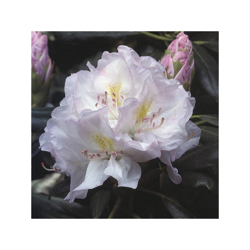 Rododendri un acālijas (2)