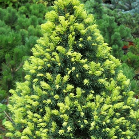 Egle, Kanādas ,,Rainbows End,, /Picea glauca/ - C4 kont. - 50-80cm