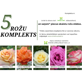 Rozes (5)