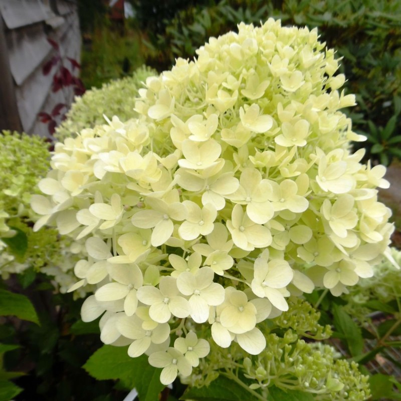 Hortenzija, skarainā ,,Candlelight,, /Hydrangea paniculata/ - C3 kont.
