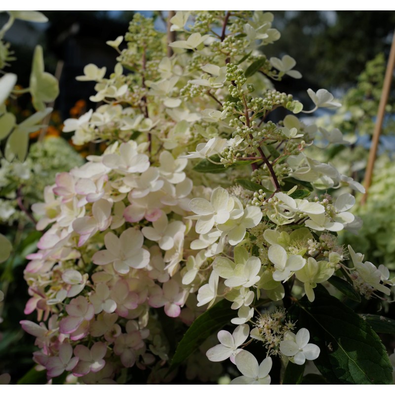 Hortenzija, skarainā ,,Candlelight,, /Hydrangea paniculata/ - C3 kont.