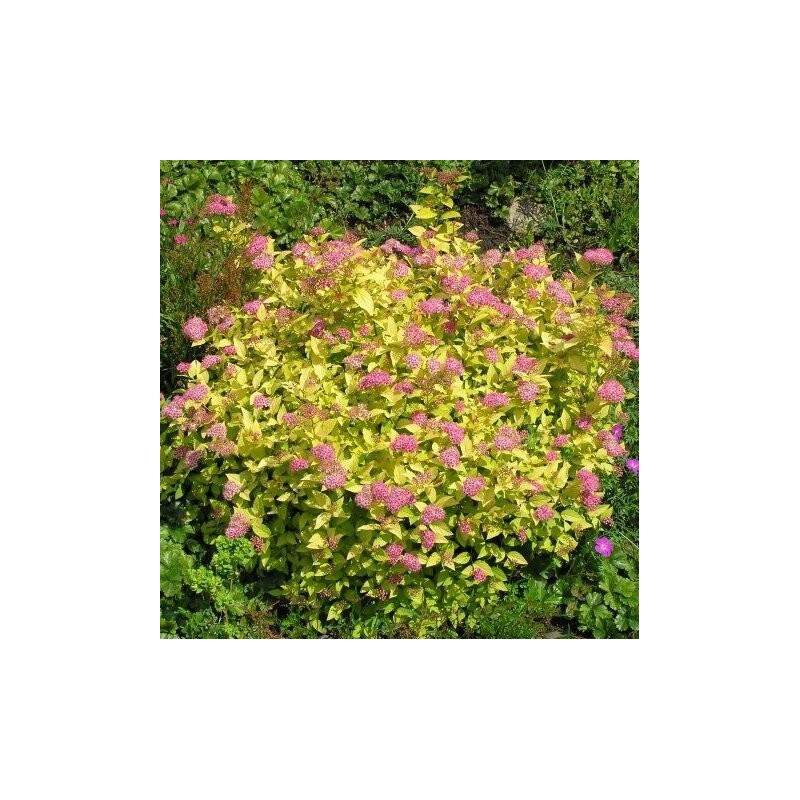 Spireja, Japānas 'Golden Princess'/Spiraea japonica/ - C3 kont.